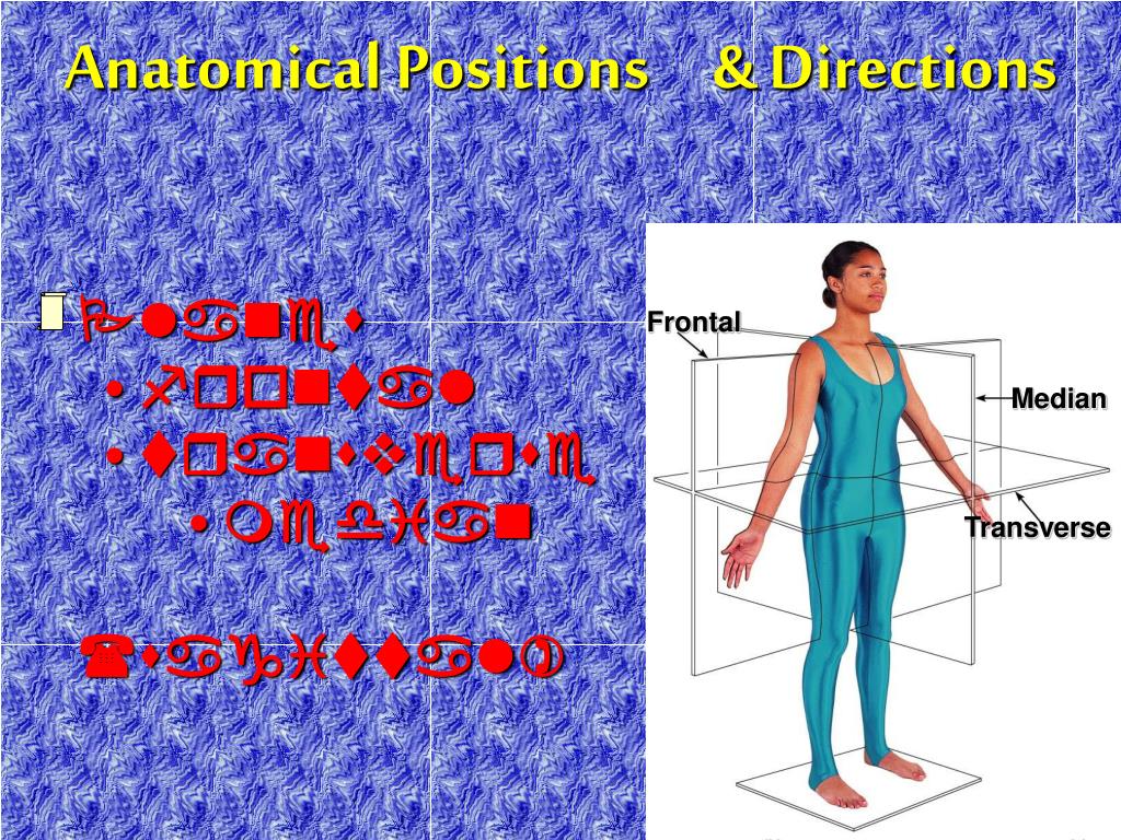 PPT - Medical Terminology Body Organization PowerPoint Presentation ...