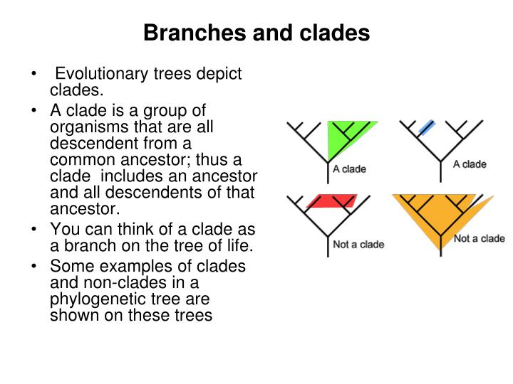 PPT - Reading Phylogenetic Trees PowerPoint Presentation - ID:3969880
