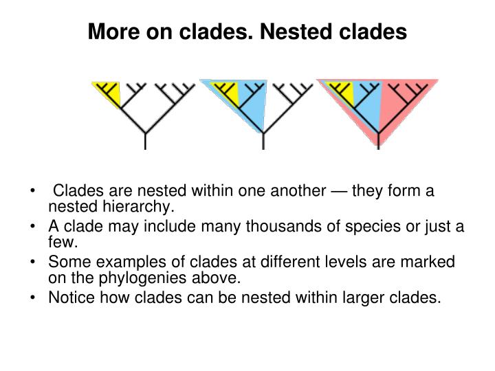 PPT - Reading Phylogenetic Trees PowerPoint Presentation - ID:3969880