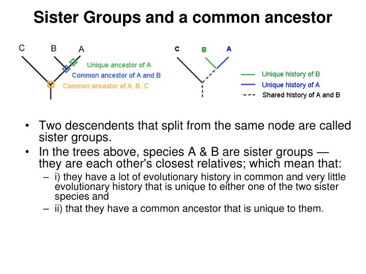 PPT - Reading Phylogenetic Trees PowerPoint Presentation - ID:3969880
