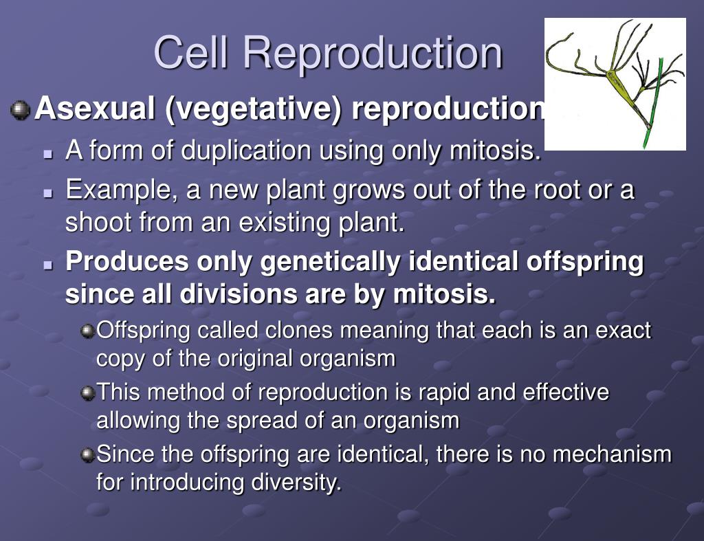 PPT - Meiosis and Sexual Life Cycles PowerPoint Presentation, free ...