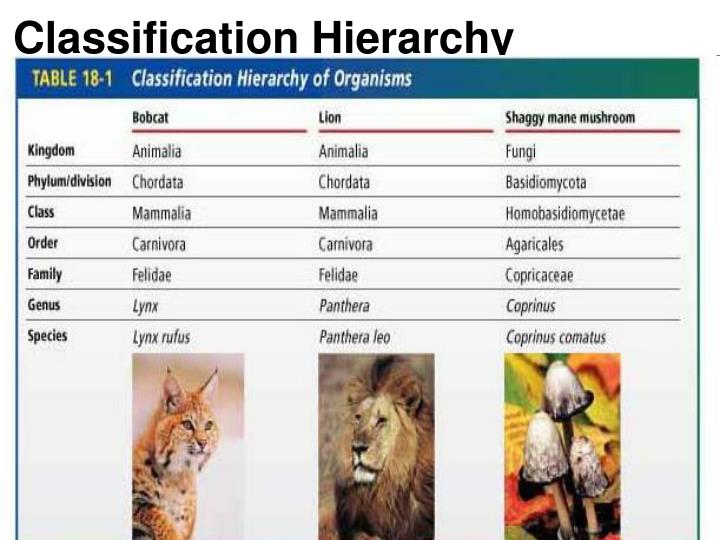 PPT - Section 16-3 PowerPoint Presentation - ID:3976133