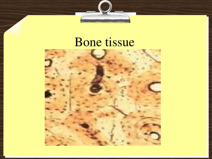 PPT - Tissues and Membranes PowerPoint Presentation - ID:3977908