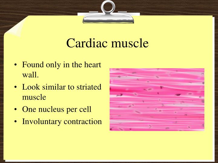 PPT - Tissues and Membranes PowerPoint Presentation - ID:3977908