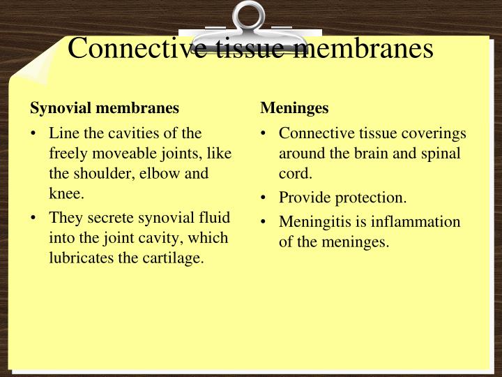PPT - Tissues and Membranes PowerPoint Presentation - ID:3977908
