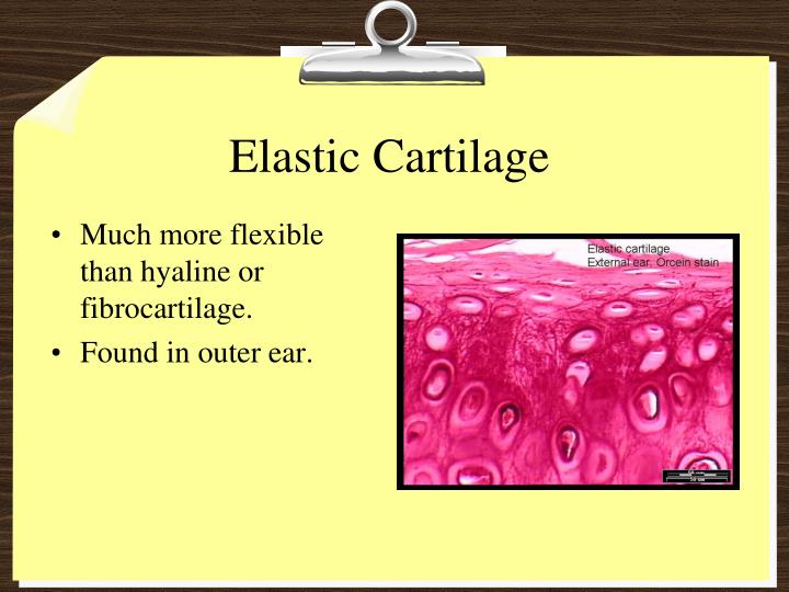 PPT - Tissues and Membranes PowerPoint Presentation - ID:3977908