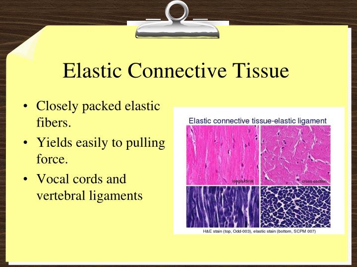 PPT - Tissues and Membranes PowerPoint Presentation - ID:3977908