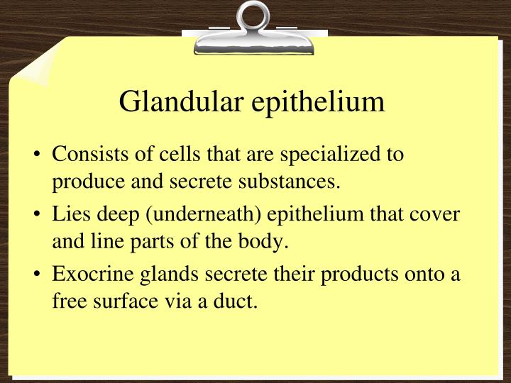 PPT - Tissues and Membranes PowerPoint Presentation - ID:3977908