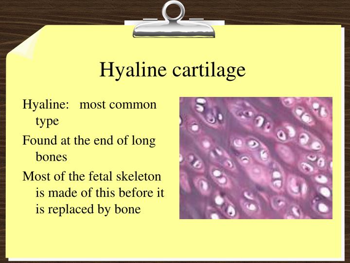 PPT - Tissues and Membranes PowerPoint Presentation - ID:3977908