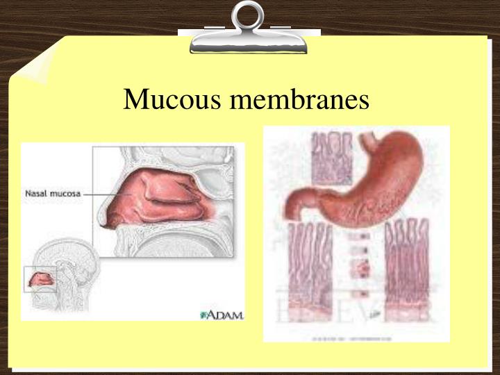 PPT - Tissues and Membranes PowerPoint Presentation - ID:3977908
