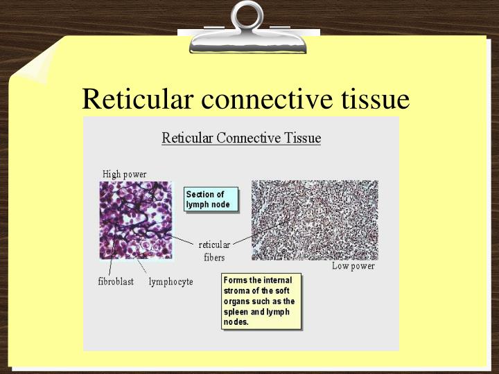 PPT - Tissues and Membranes PowerPoint Presentation - ID:3977908