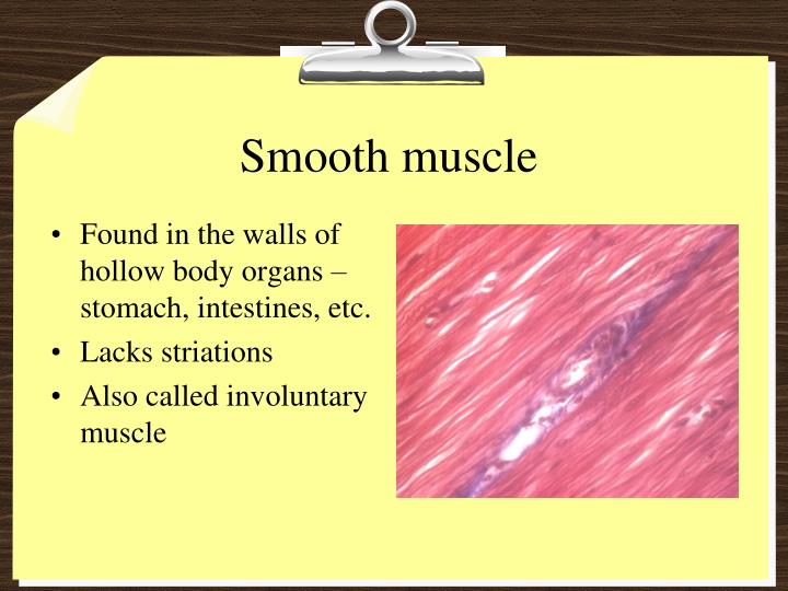 PPT - Tissues and Membranes PowerPoint Presentation - ID:3977908