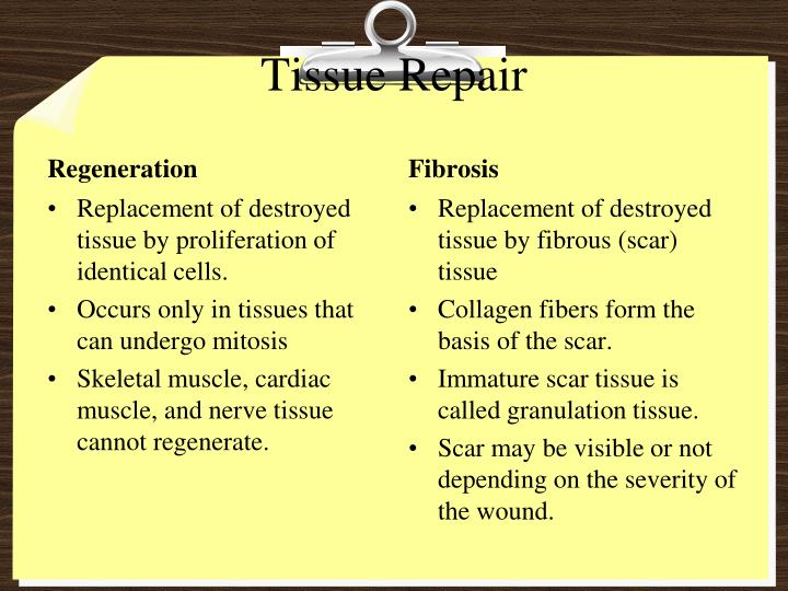 PPT - Tissues and Membranes PowerPoint Presentation - ID:3977908