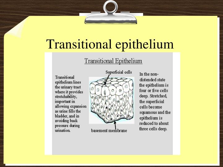 PPT - Tissues and Membranes PowerPoint Presentation - ID:3977908