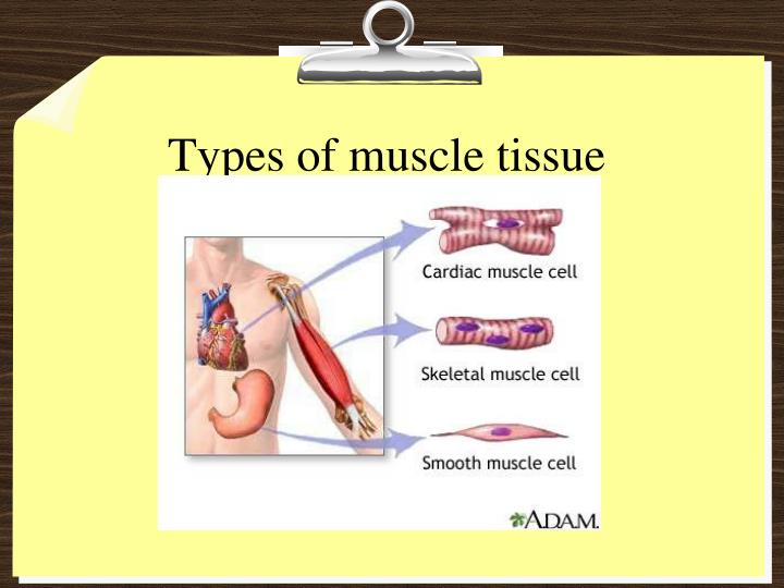 PPT - Tissues and Membranes PowerPoint Presentation - ID:3977908