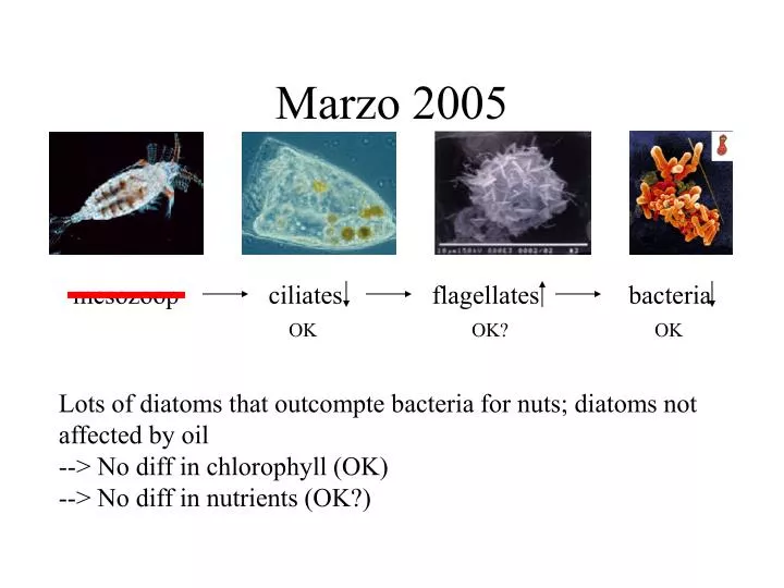 PPT - Marzo 2005 PowerPoint Presentation, free download - ID:3980129