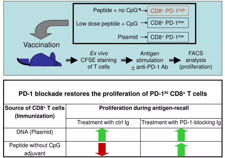 PPT - Peptide + no CpG Low dose peptide + CpG Plasmid PowerPoint ...