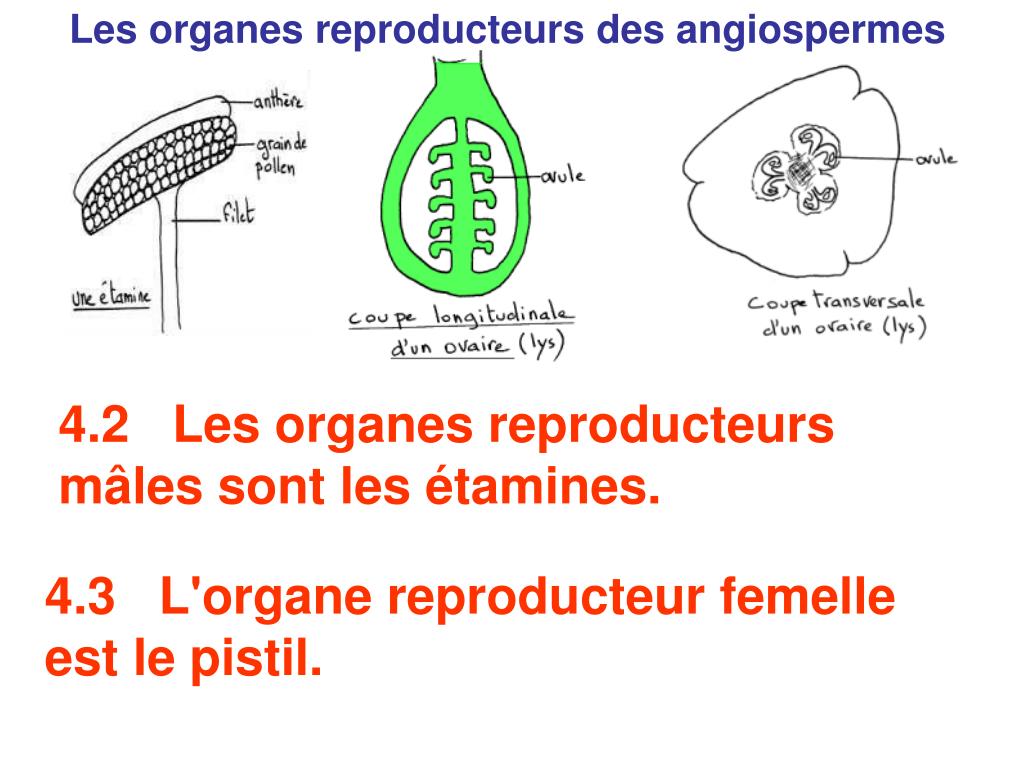 PPT - ActivitÃ© 4 Comment se dÃ©roule la reproduction sexuÃ©e chez les ...