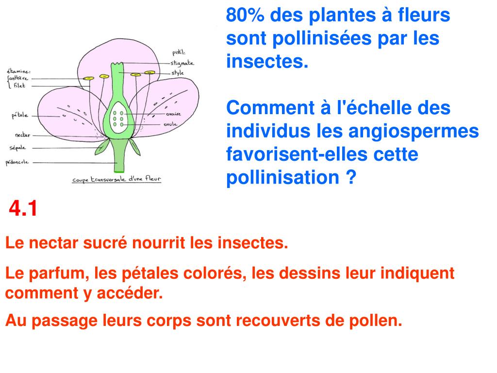 PPT - ActivitÃ© 4 Comment se dÃ©roule la reproduction sexuÃ©e chez les ...