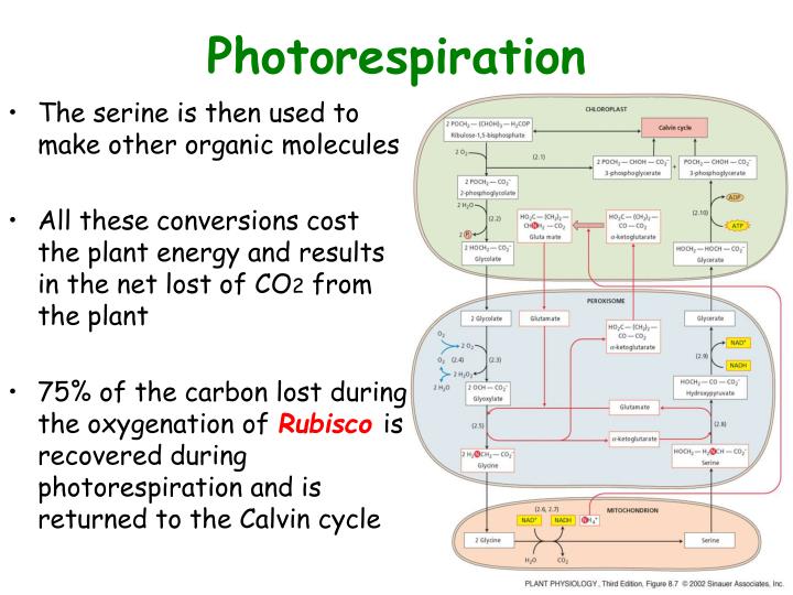 PPT - Photosynthesis PowerPoint Presentation - ID:3982812