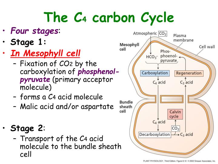 PPT - Photosynthesis PowerPoint Presentation - ID:3982812
