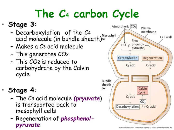 PPT - Photosynthesis PowerPoint Presentation - ID:3982812