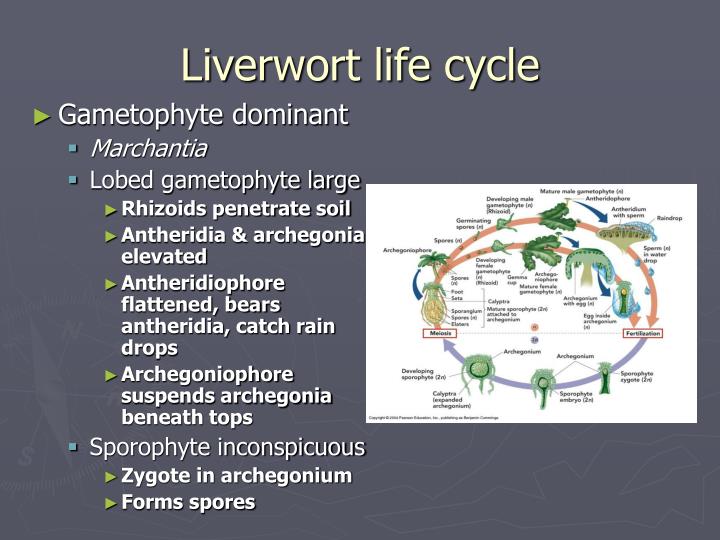 PPT - Biology 1010 Chapter 20 PowerPoint Presentation - ID:3983345