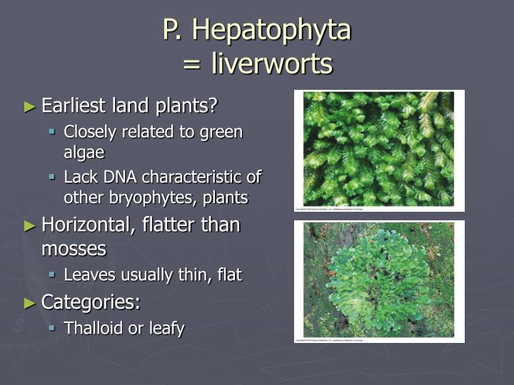 PPT - Biology 1010 Chapter 20 PowerPoint Presentation - ID:3983345
