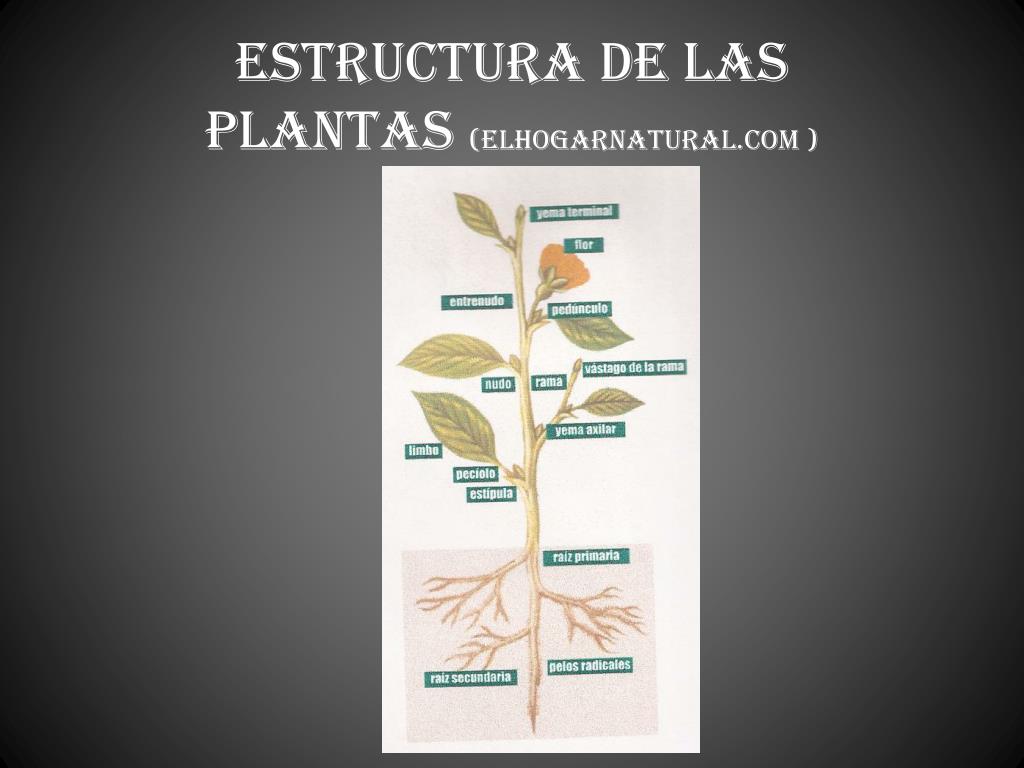 PPT - ESTRUCTURA DE LAS PLANTAS (elhogarnatural ) PowerPoint ...