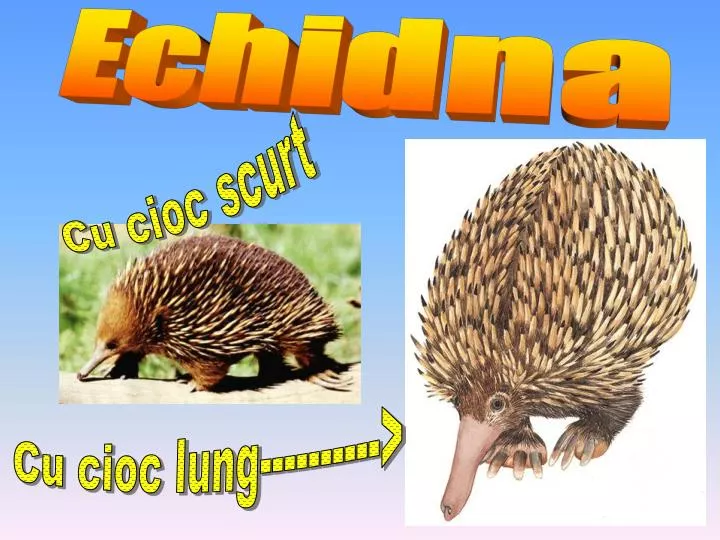 PPT - Echidna PowerPoint Presentation, free download - ID:3987158