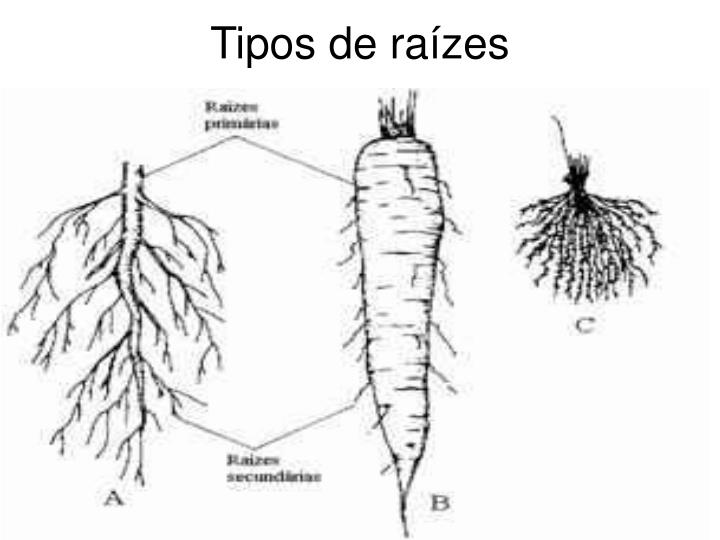 PPT - Organologia vegetal: PowerPoint Presentation - ID:3987582