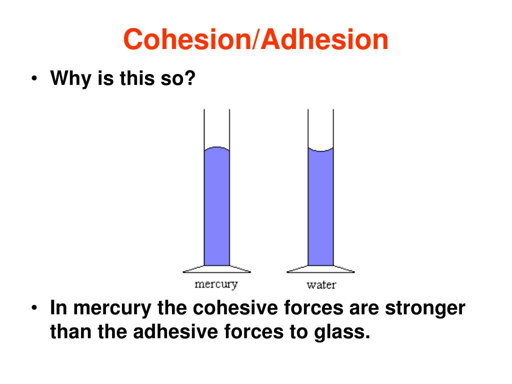 Cohesion Vs Adhesion Cohesion Vs Adhesion