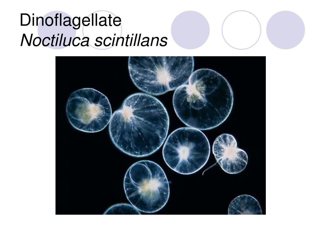 PPT - The Oceanâ€™s Role in Human Health PowerPoint Presentation, free ...