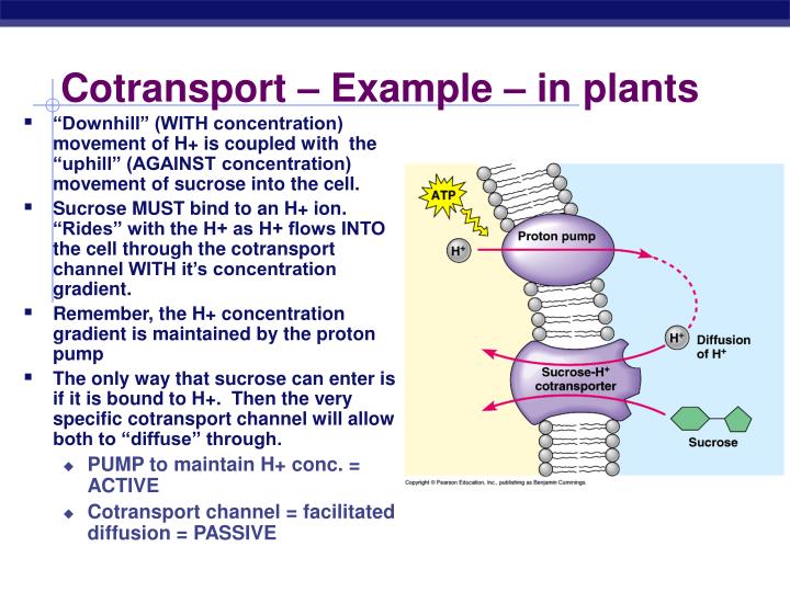 PPT - The Cell Membrane AP Biology PowerPoint Presentation - ID:3989879