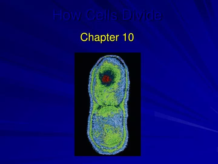 PPT - How Cells Divide PowerPoint Presentation, free download - ID:3991454