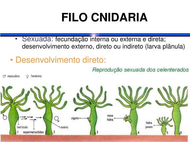 PPT - FILO CNIDARIA PowerPoint Presentation - ID:3993063