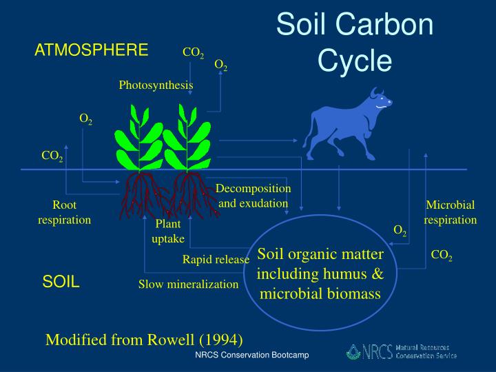 PPT - Nutrient Cycling PowerPoint Presentation - ID:3993622