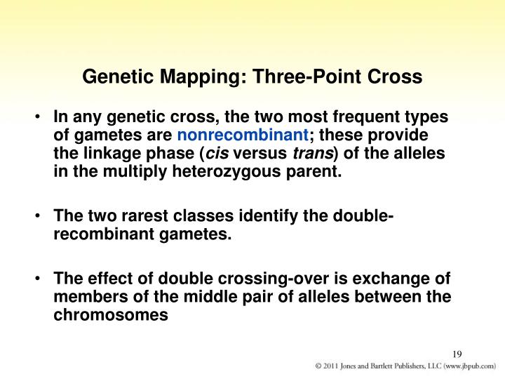 PPT - Chapter 4 Gene Linkage and Genetic Mapping PowerPoint ...