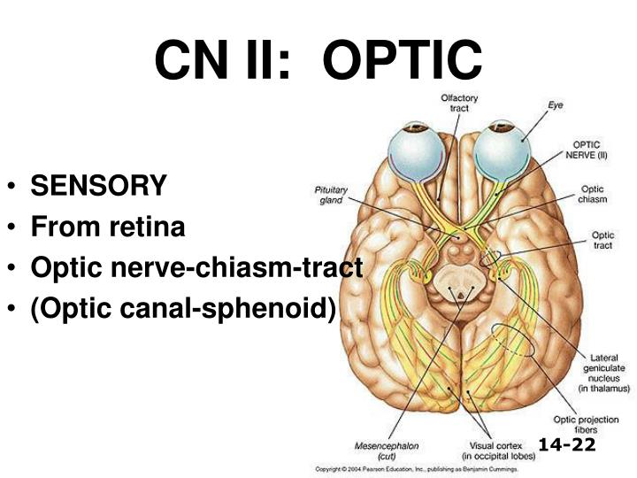 PPT - EXERCISE 19: BRAIN AND CRANIAL NERVES PowerPoint Presentation ...