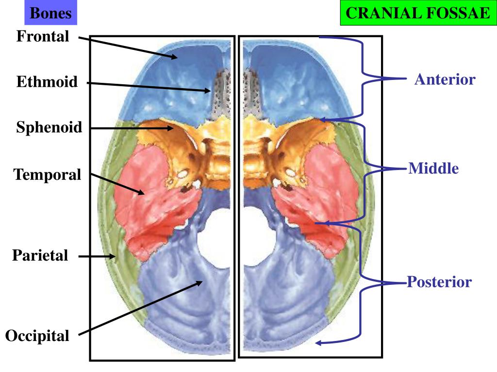 Posterior Cranial Fossa Fossa Cranii Posterior Image - vrogue.co Posterior Cranial Fossa Fossa Cranii Posterior Image - vrogue.co