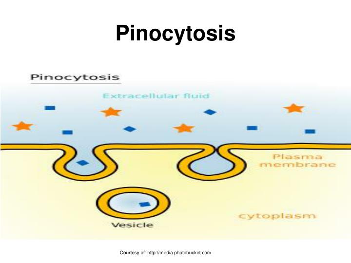 PPT - CELL TRANSPORT PowerPoint Presentation - ID:3996195