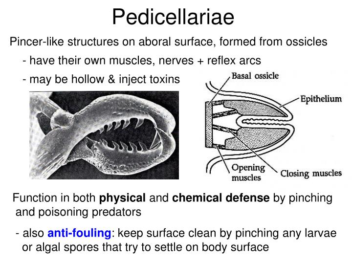 PPT - Deuterostomes PowerPoint Presentation - ID:3996313