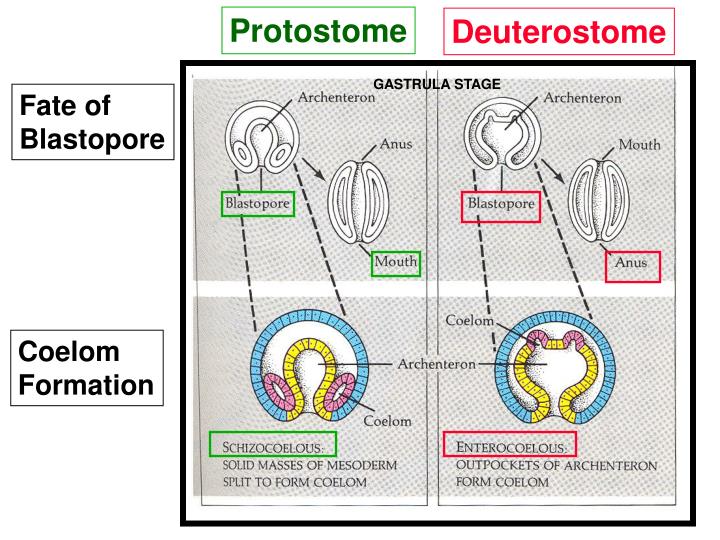 PPT - Deuterostomes PowerPoint Presentation - ID:3996313