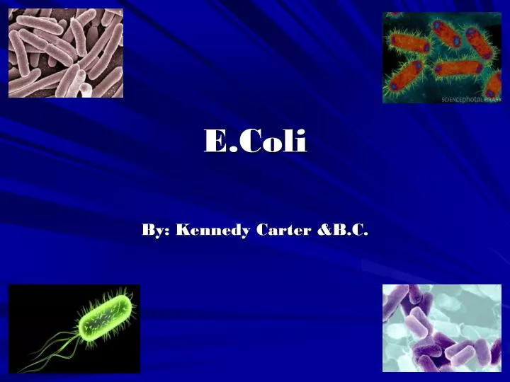 PPT - E.Coli PowerPoint Presentation, free download - ID:3996401