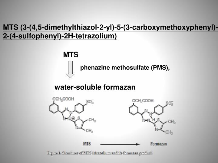 PPT - MTT ASSAY Induction of Cell Proliferation by ConA PowerPoint ...