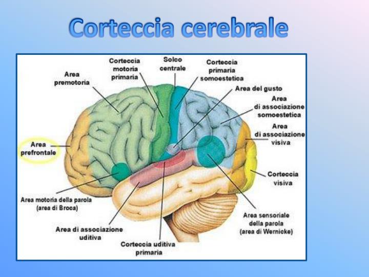 PPT - Il cervello umano PowerPoint Presentation - ID:3997555