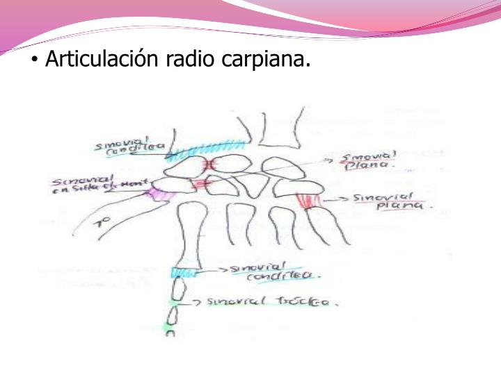Biomecanica Del Miembro Superior Articulacion Radio Carpiana