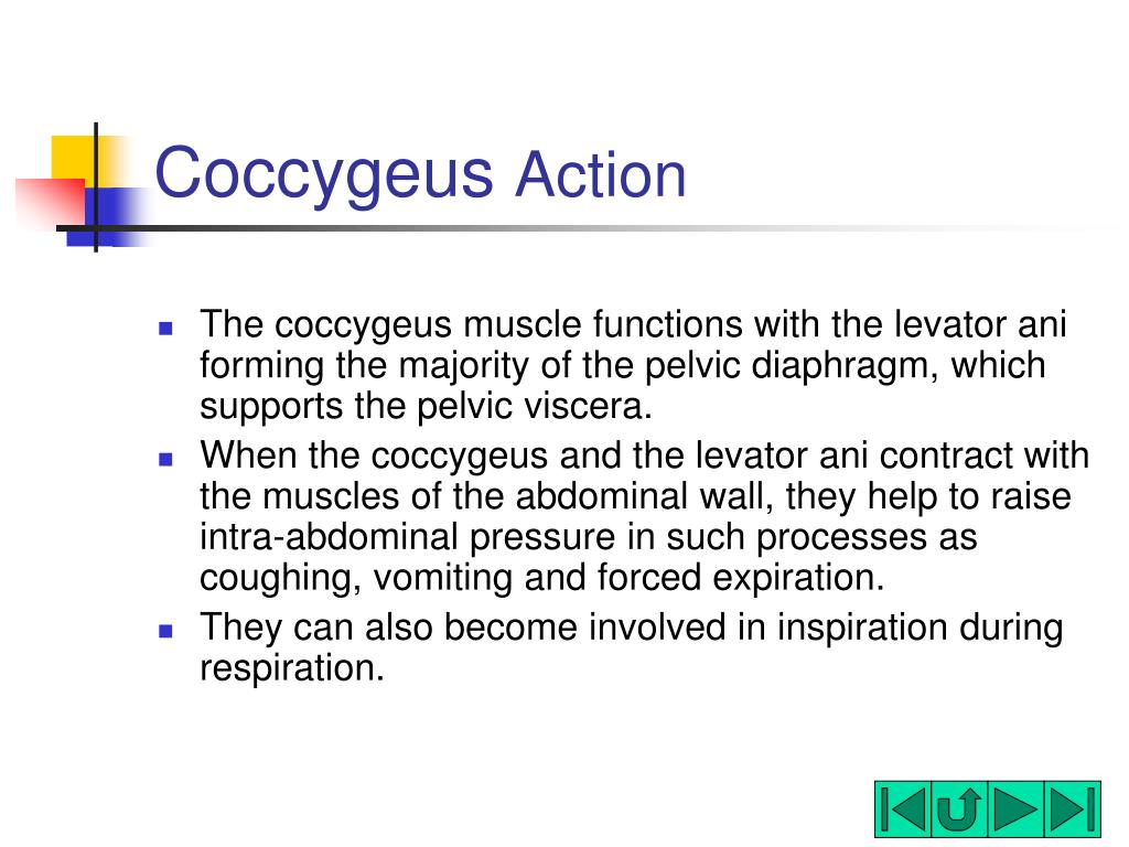 PPT - Meningeal Release - Coccyx PowerPoint Presentation, free download ...