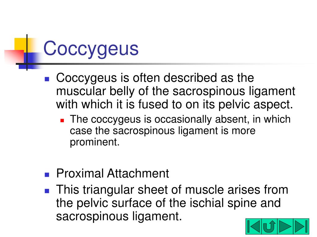 PPT - Meningeal Release - Coccyx PowerPoint Presentation, free download ...