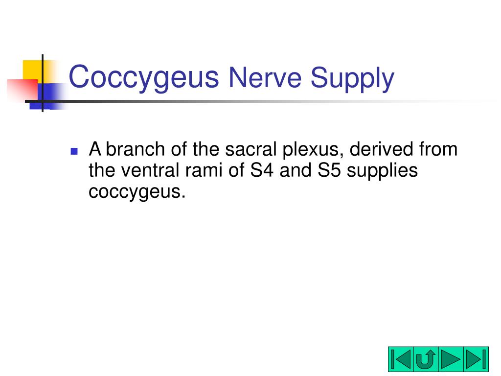 PPT - Meningeal Release - Coccyx PowerPoint Presentation, free download ...